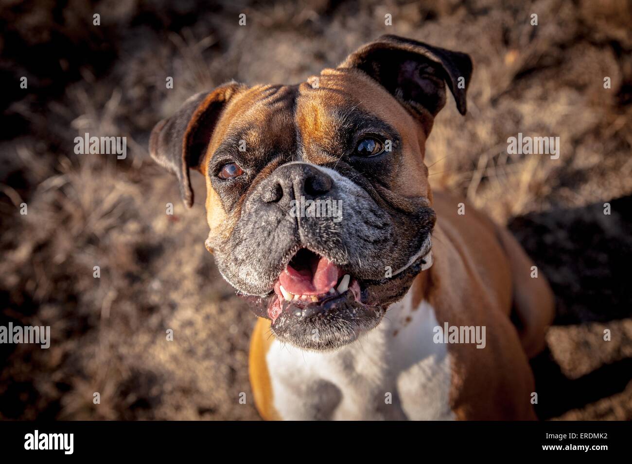 German Boxer Portrait Stock Photo - Alamy
