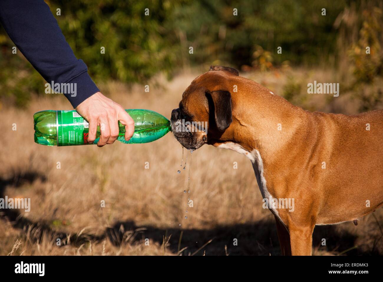 drinking German Boxer Stock Photo - Alamy