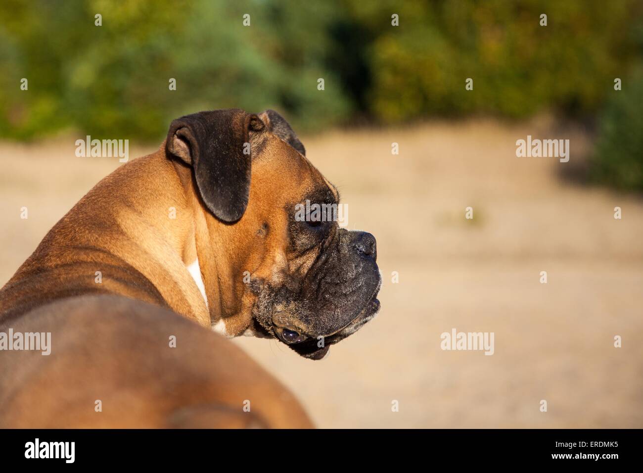 German Boxer Portrait Stock Photo - Alamy