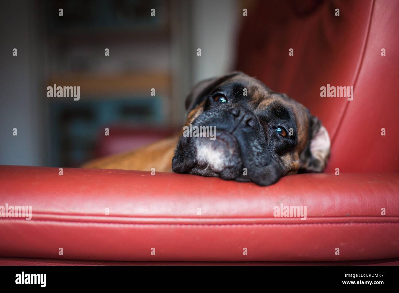 lying German Boxer Stock Photo - Alamy