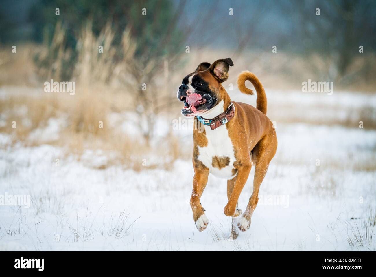 running German Boxer Stock Photo - Alamy