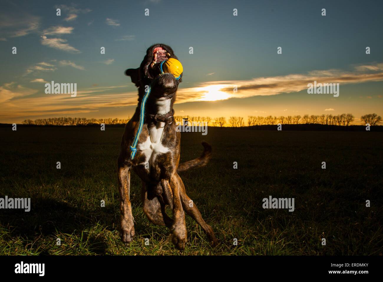 playing German Boxer Stock Photo - Alamy