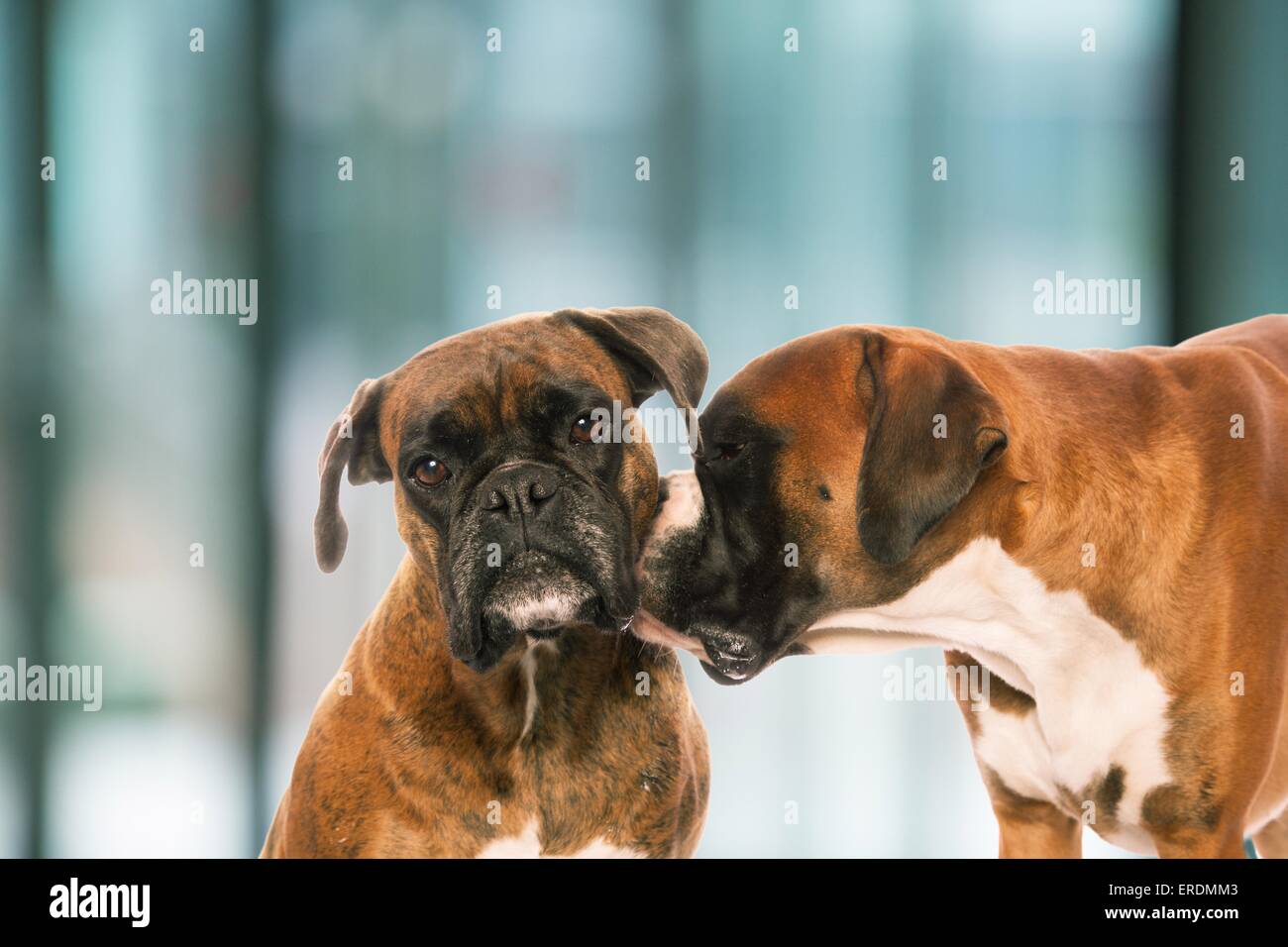 Boxer 2 hi-res stock photography and images - Alamy
