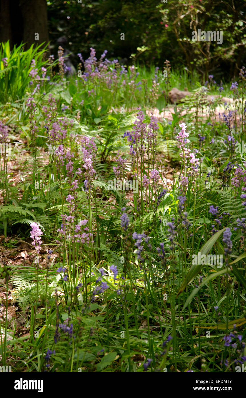 Bluebell plants and flowers in a sunny garden Stock Photo - Alamy