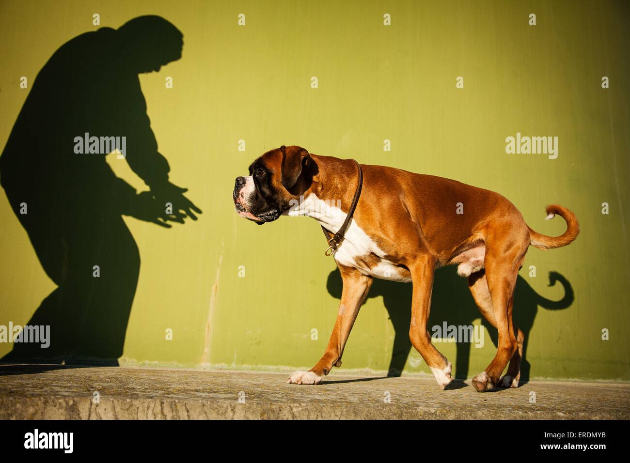 walking German Boxer Stock Photo - Alamy
