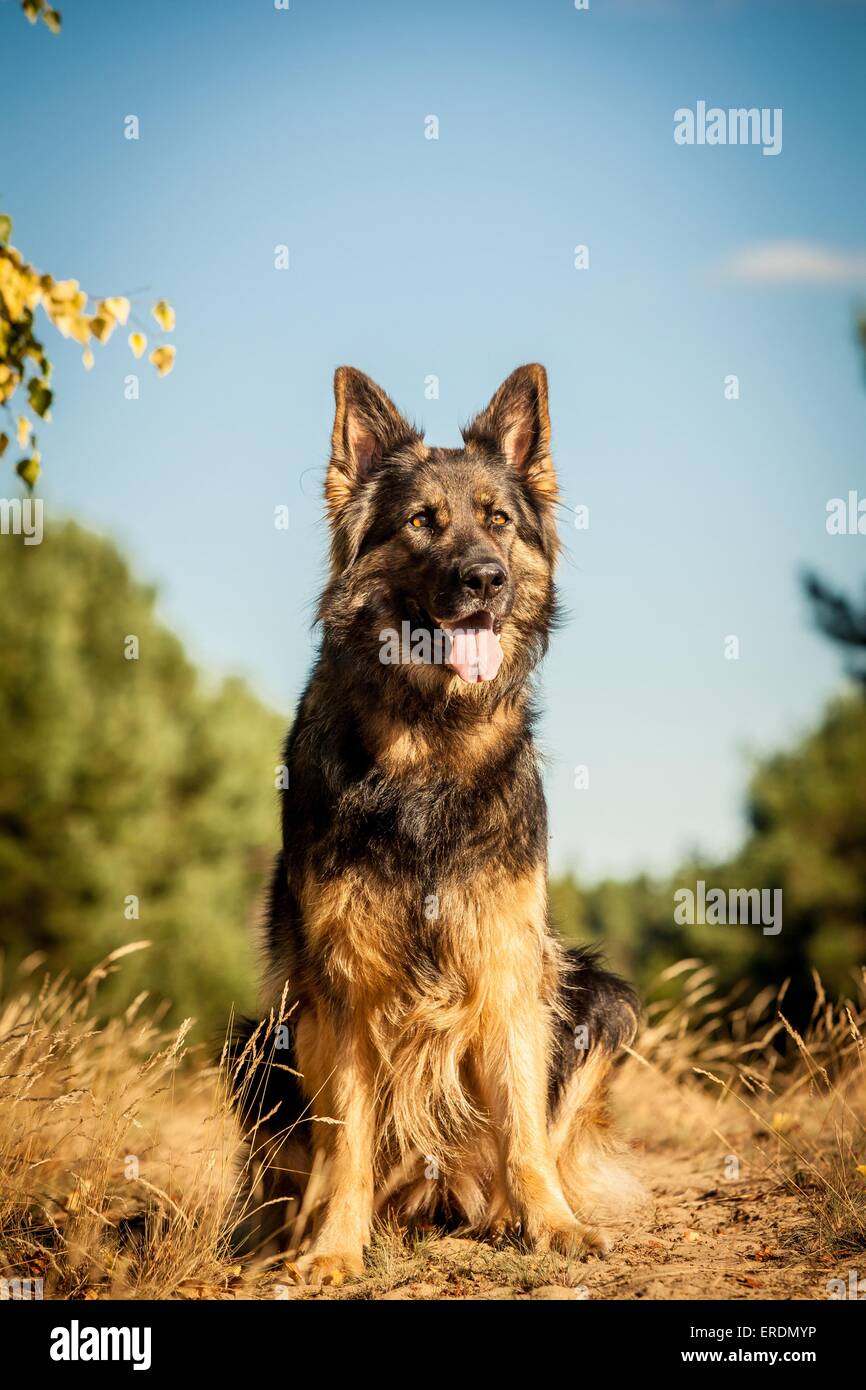 sitting German Shepherd Stock Photo - Alamy