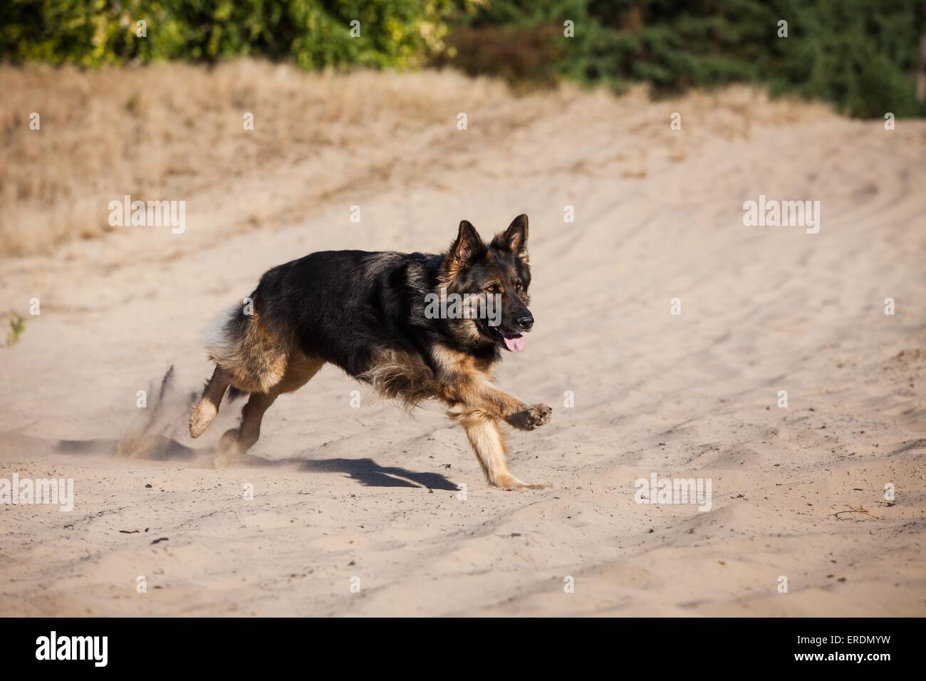 running German Shepherd Stock Photo - Alamy