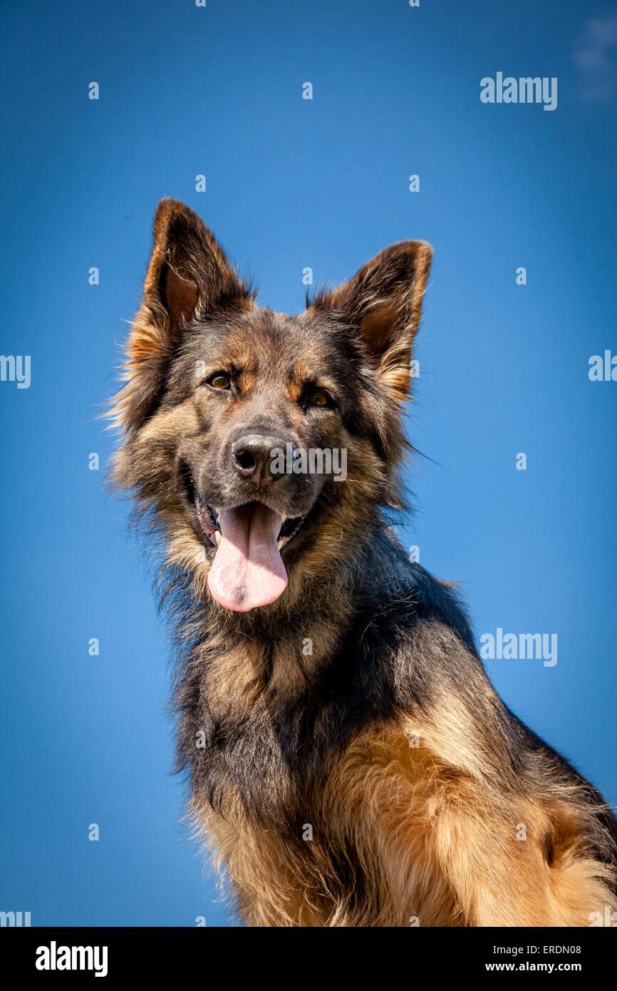 German Shepherd Portrait Stock Photo - Alamy