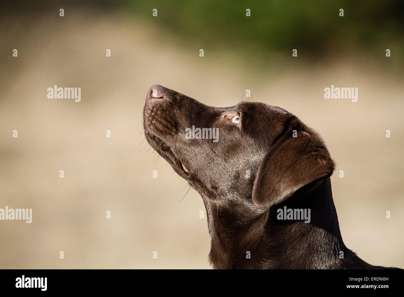 young Labrador Retriever Stock Photo - Alamy