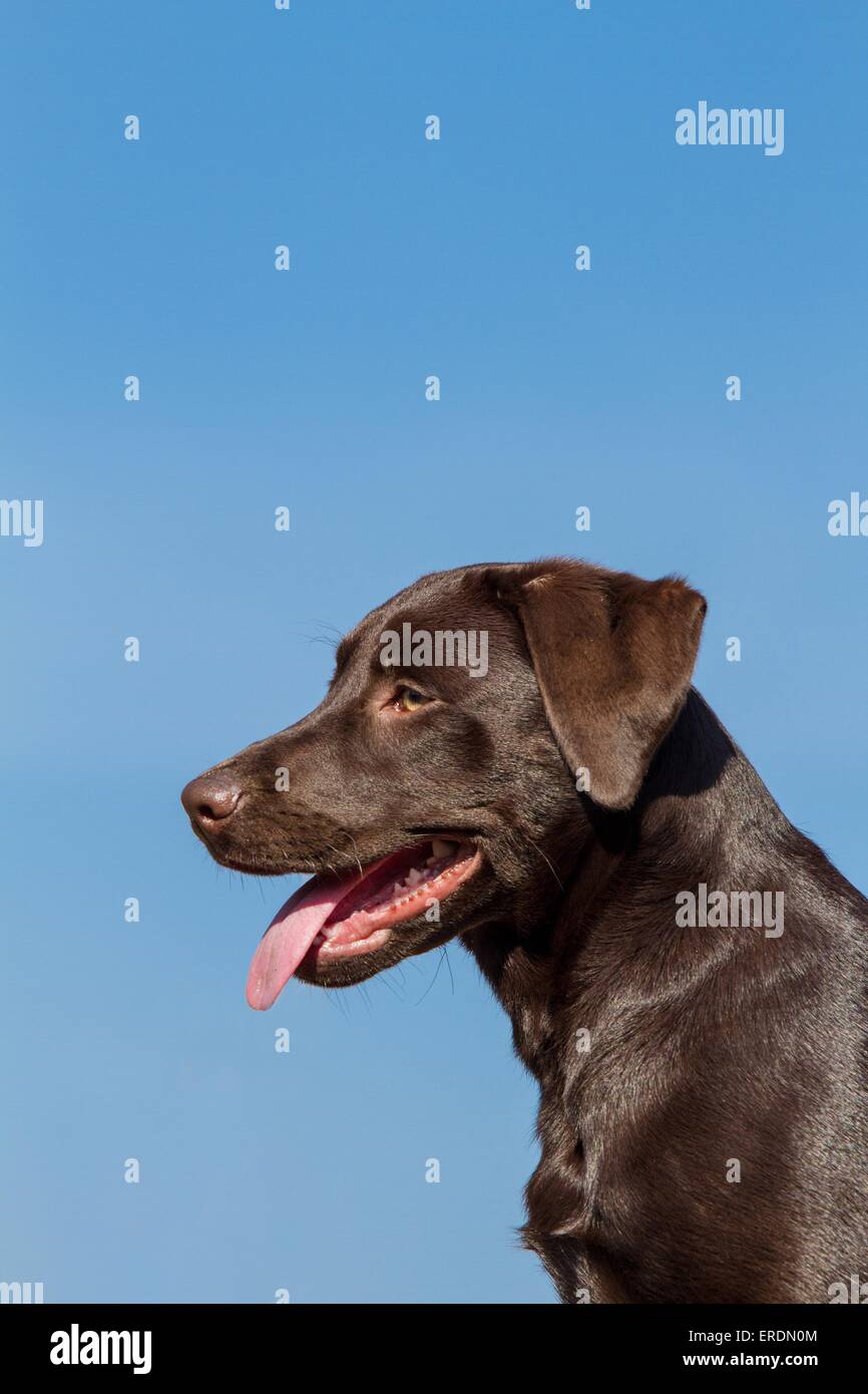 young Labrador Retriever Stock Photo - Alamy