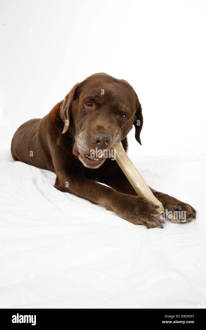 eating Labrador Retriever Stock Photo - Alamy
