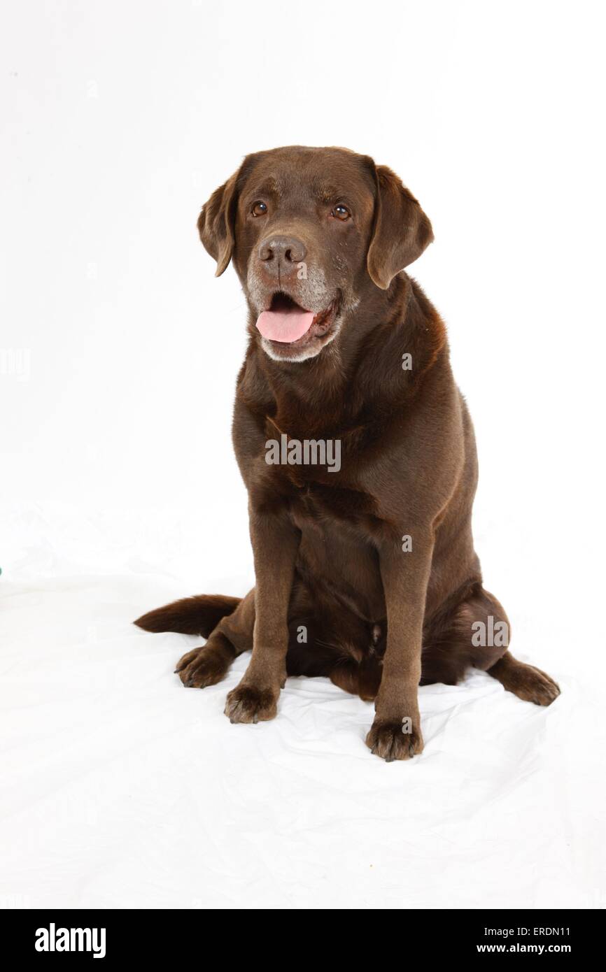 brown Labrador Retriever Stock Photo - Alamy