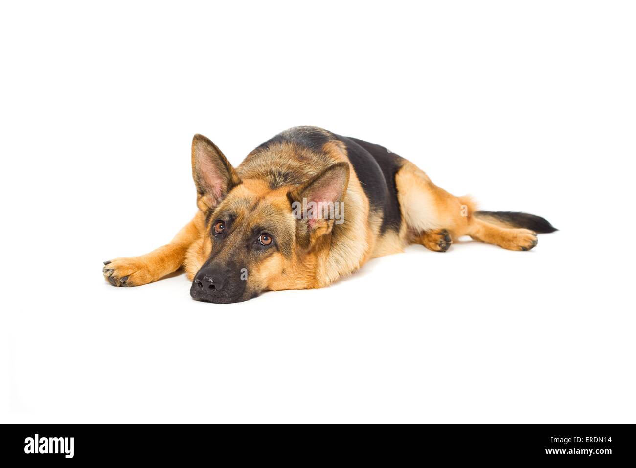 White german shepherd cut out hi-res stock photography and images - Alamy