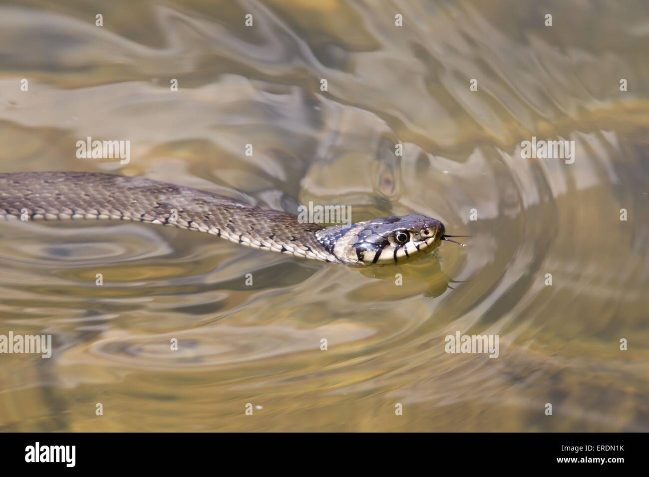 Serpent river hi-res stock photography and images - Alamy