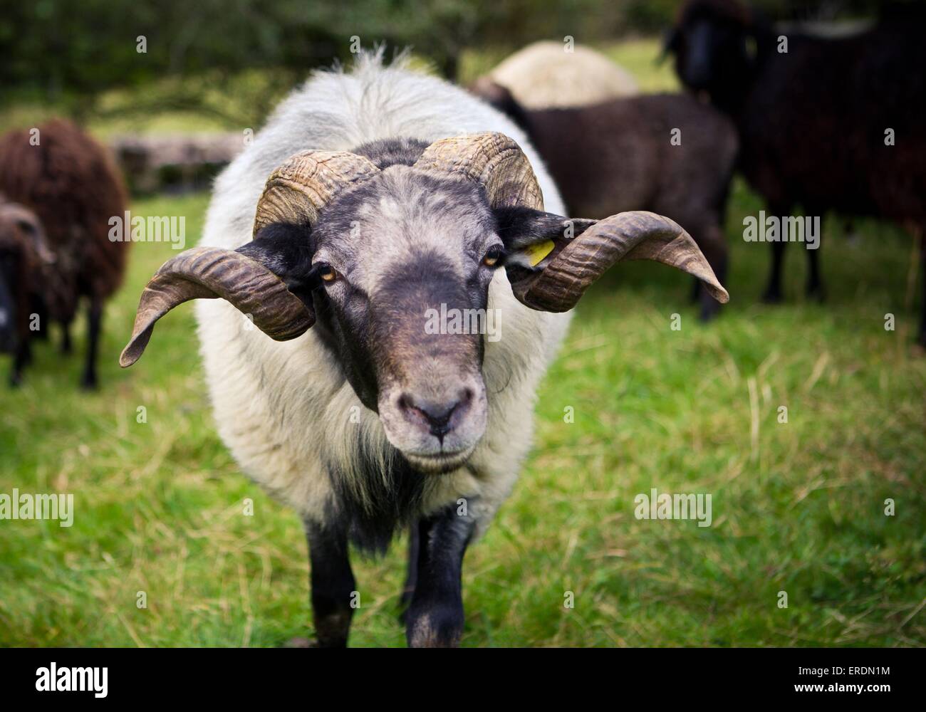 Alpine stone sheep hi-res stock photography and images - Alamy