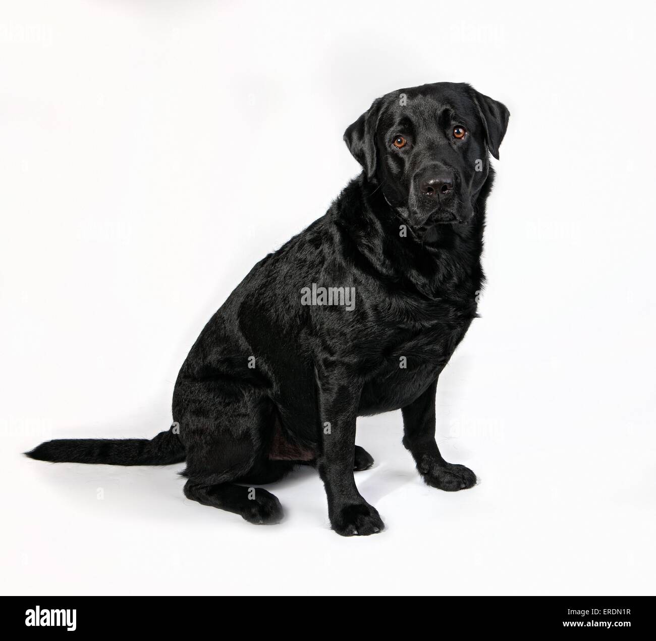 black Labrador Retriever Stock Photo - Alamy