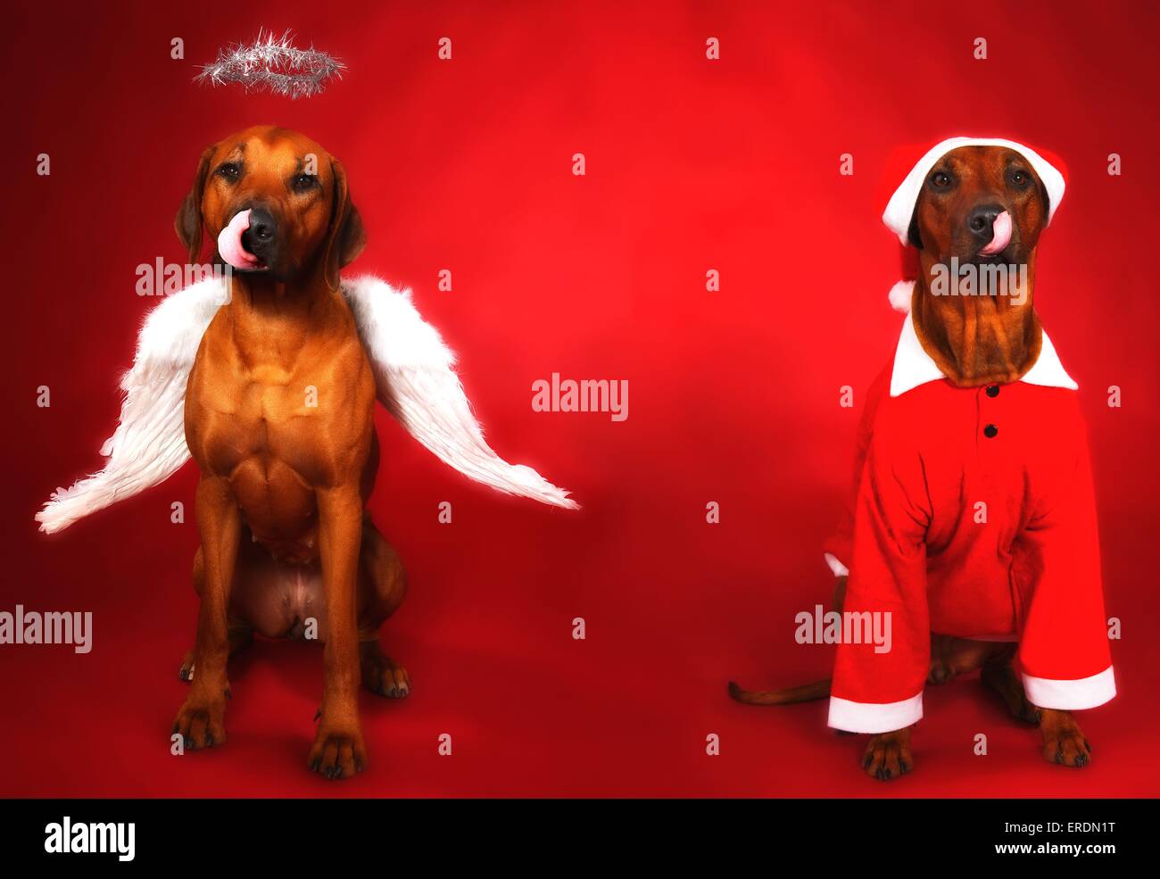 Rhodesian Ridgebacks at christmas Stock Photo - Alamy