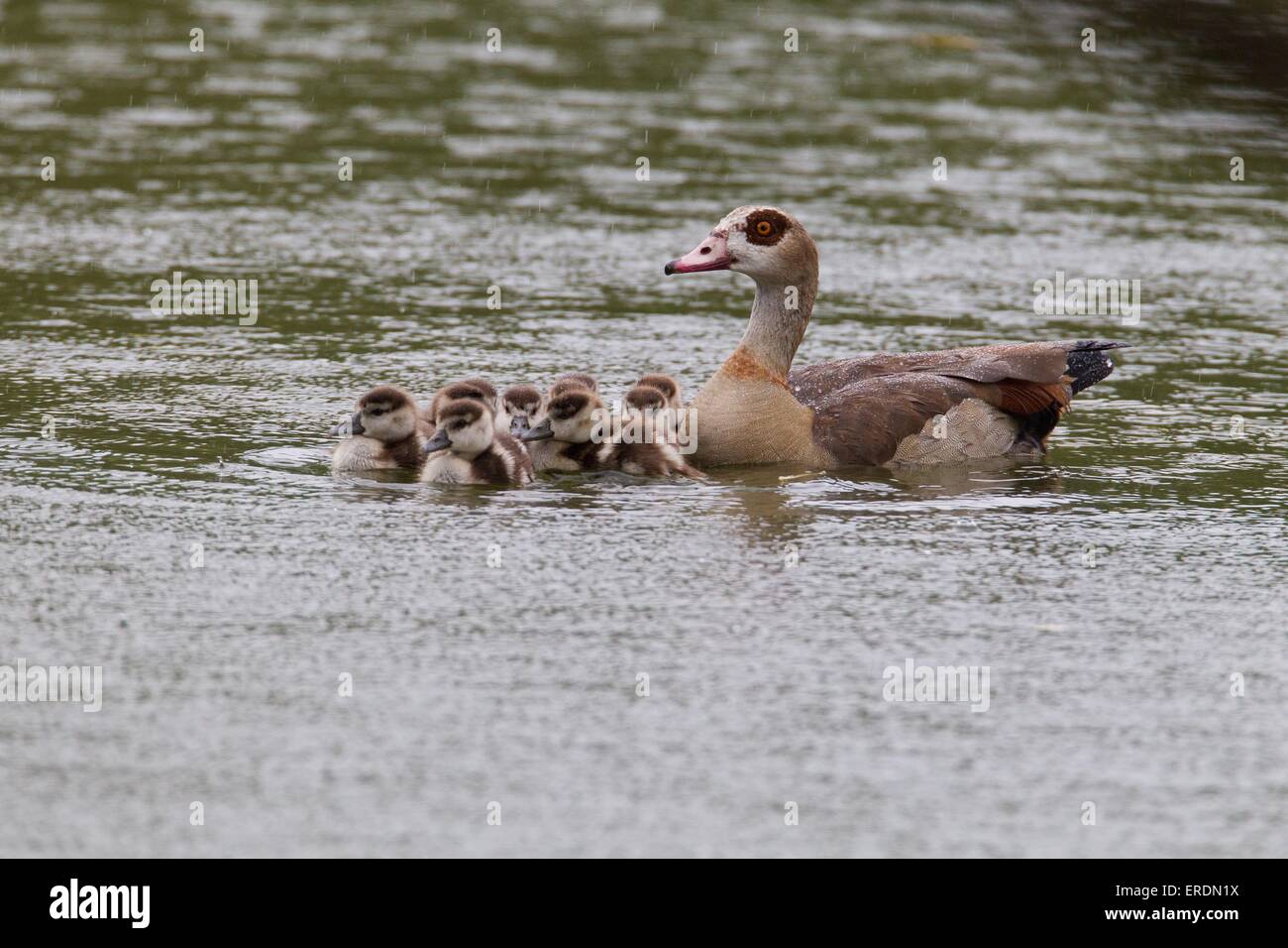 Baby egyptian geese hi-res stock photography and images - Alamy