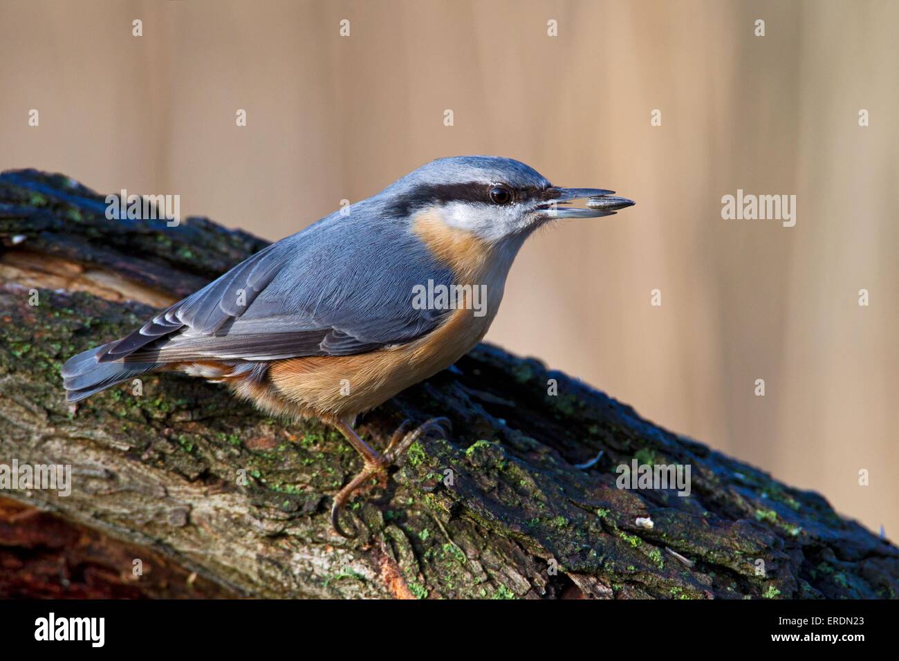Nuthatch behaviour hi-res stock photography and images - Alamy