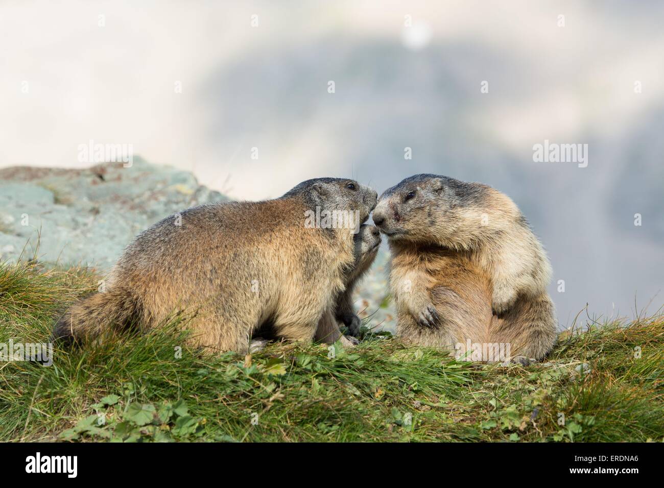 Three marmots marmota marmota hi-res stock photography and images - Alamy