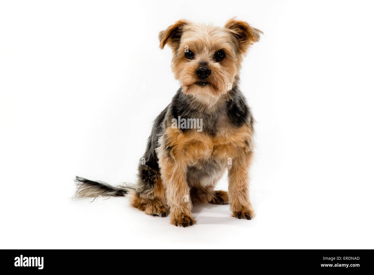 sitting Yorkshire Terrier Stock Photo - Alamy