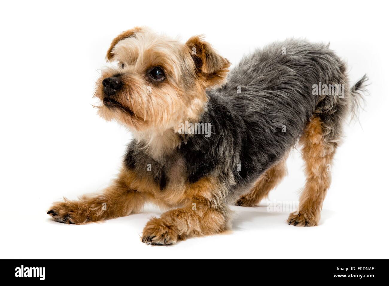 Yorkshire terrier dog side view Cut Out Stock Images & Pictures - Alamy