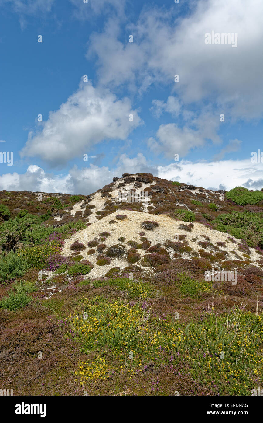 Heathland, Headon Warren, Totland, Isle of Wight, England, UK, GB Stock ...