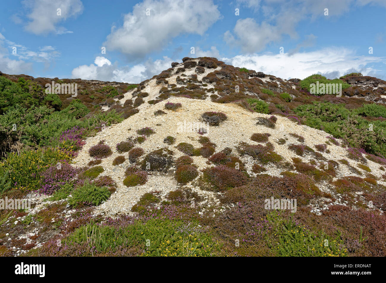 Heathland, Headon Warren, Totland, Isle of Wight, England, UK, GB Stock ...