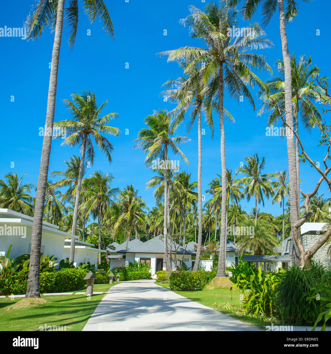 Beautiful tropical resort bungalows under the palm trees Stock Photo ...