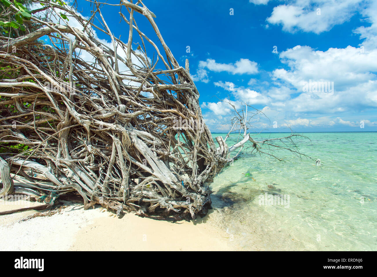 Old tree on the cost on the beautiful uninhabited island Stock Photo ...