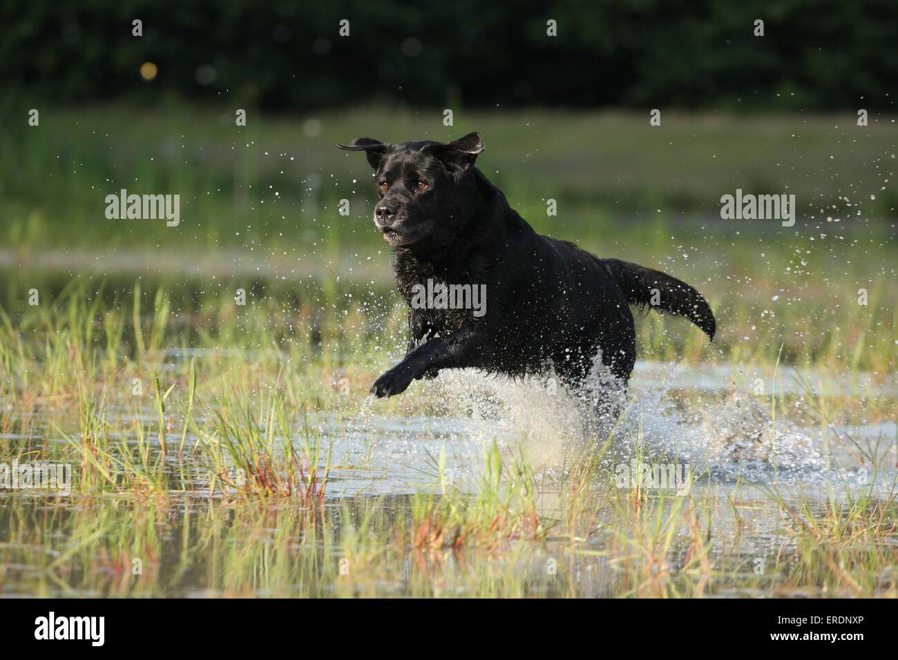 running Labrador Retriever Stock Photo - Alamy