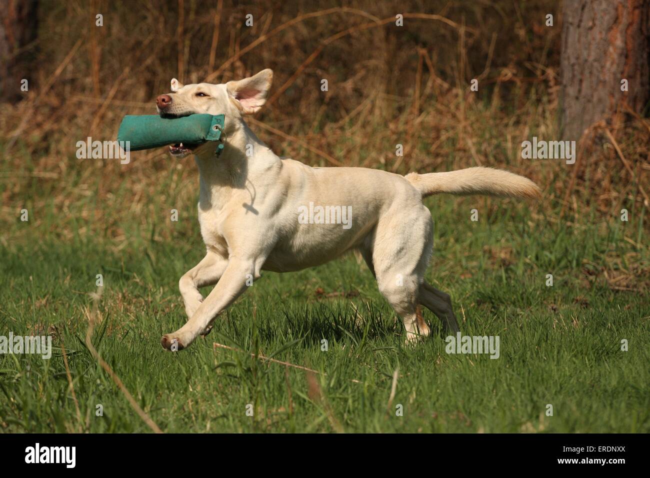 blonde Labrador Retriever Stock Photo - Alamy