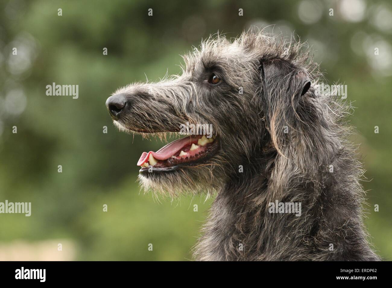 Scottish Deerhounds High Resolution Stock Photography and Images - Alamy