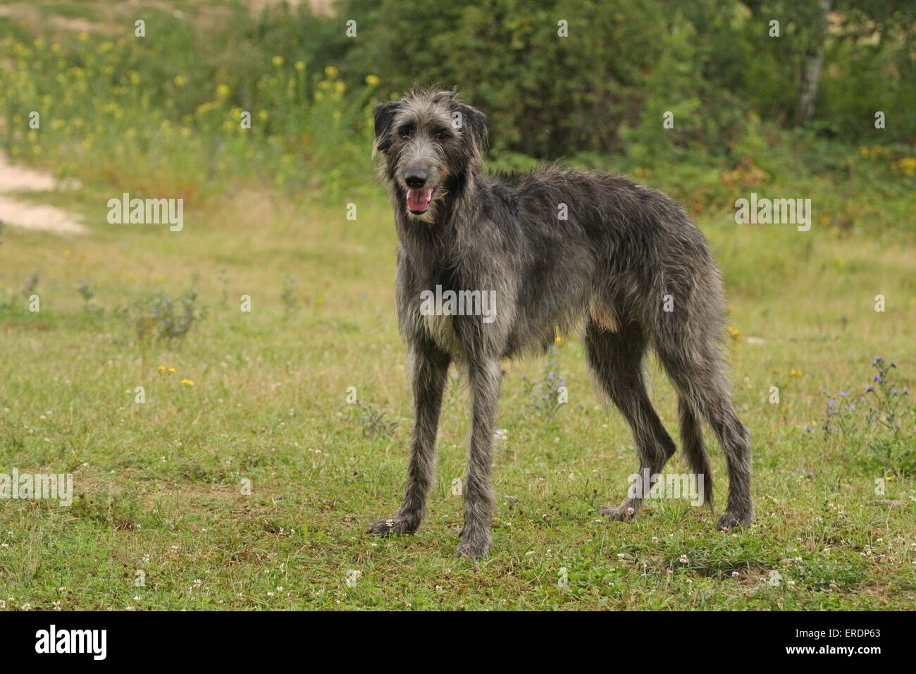 Deerhounds hi-res stock photography and images - Alamy