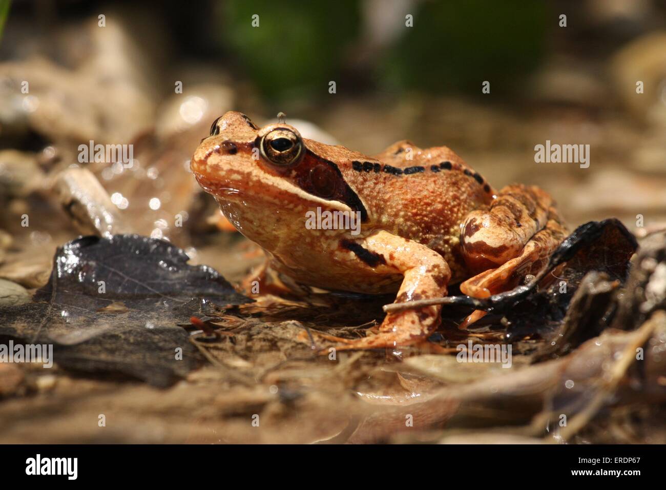 Puddle frogs hi-res stock photography and images - Alamy
