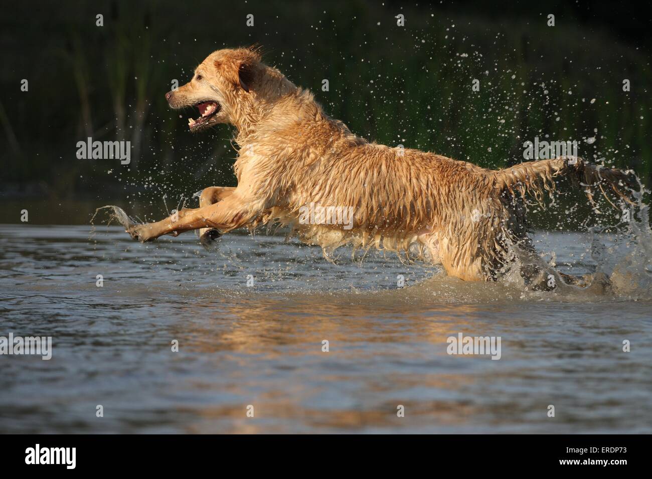 running Golden Retriever Stock Photo - Alamy
