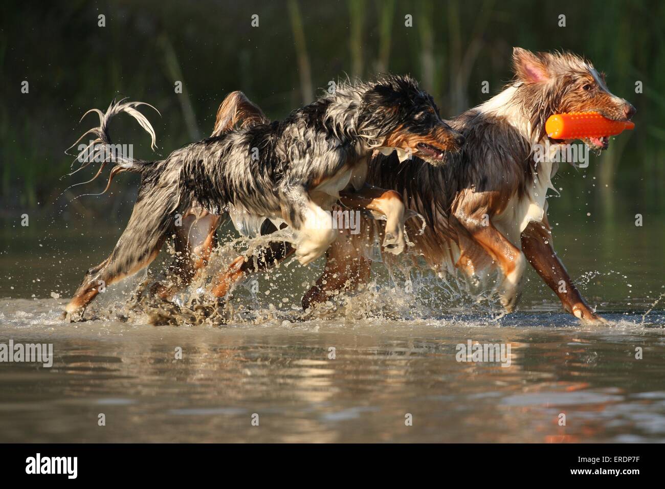 playing Australian Shepherds Stock Photo - Alamy