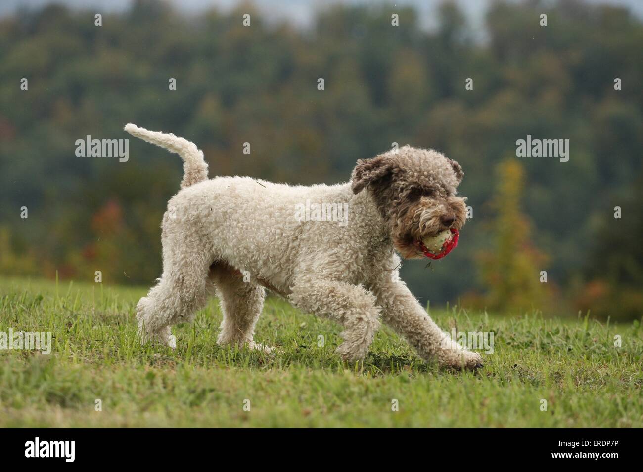 playing Lagotto Romagnolo Stock Photo - Alamy