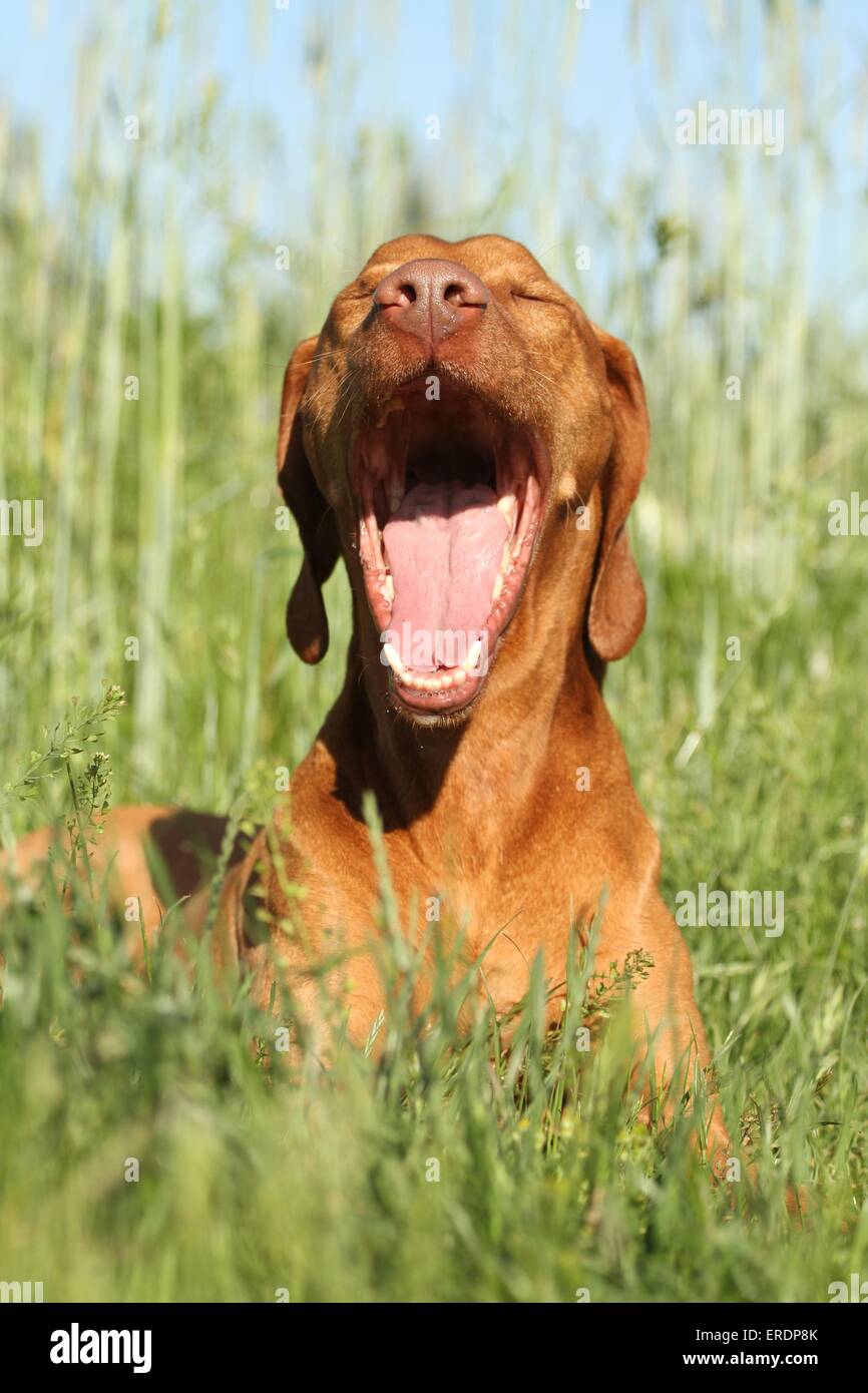 shorthaired Magyar Vizsla Stock Photo - Alamy