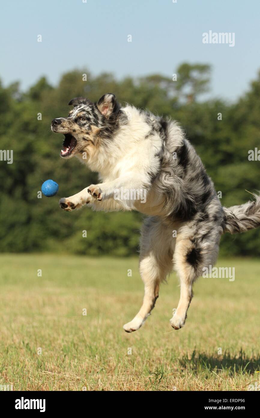 playing Australian Shepherd Stock Photo - Alamy