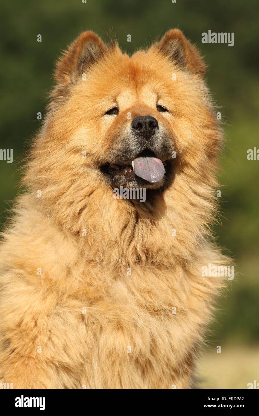 Chow Chow Portrait Stock Photo - Alamy