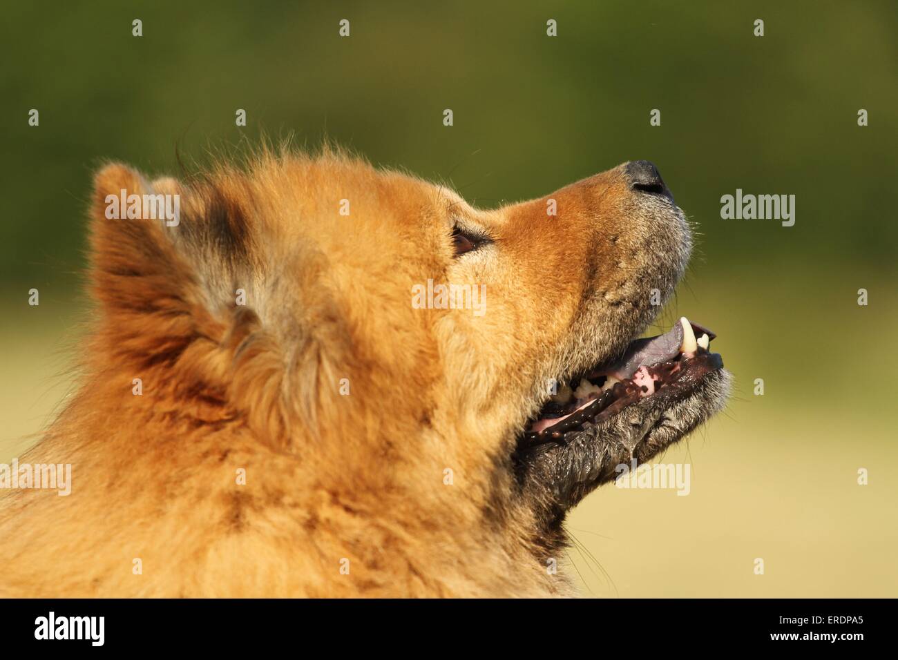 Chow Chow Portrait Stock Photo - Alamy