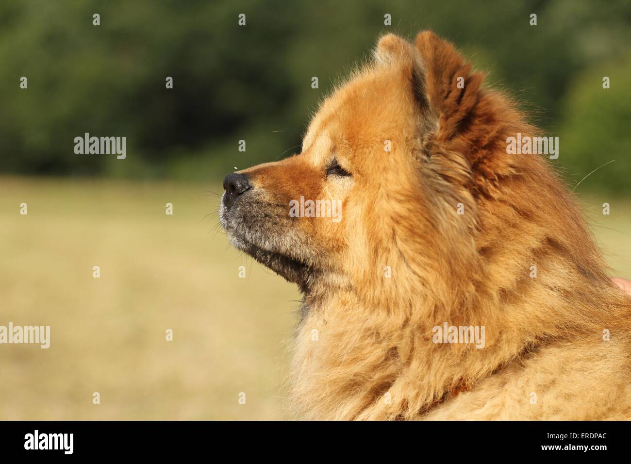 Chow Chow Portrait Stock Photo - Alamy