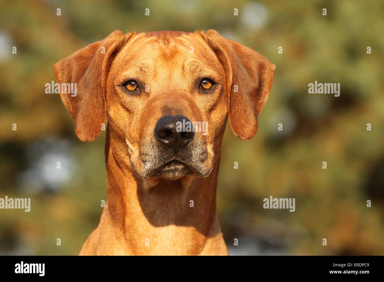 Rhodesian Ridgeback Portrait Stock Photo - Alamy
