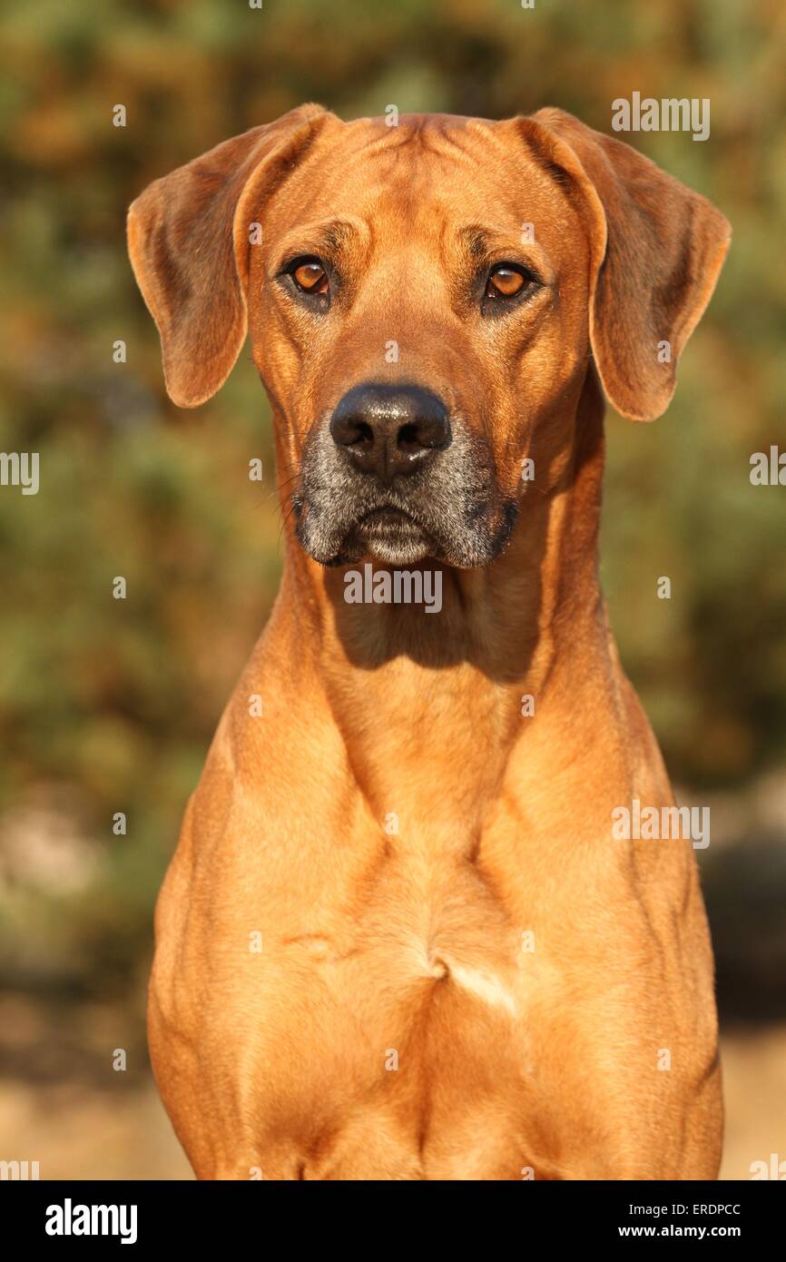 Rhodesian Ridgeback Portrait Stock Photo - Alamy