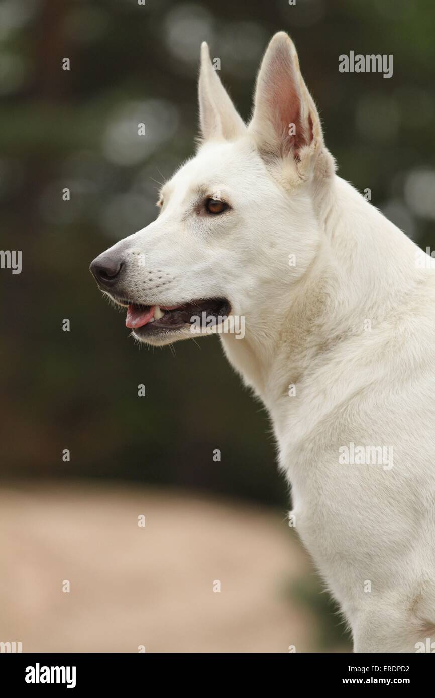White Swiss Shepherd Portrait Stock Photo - Alamy