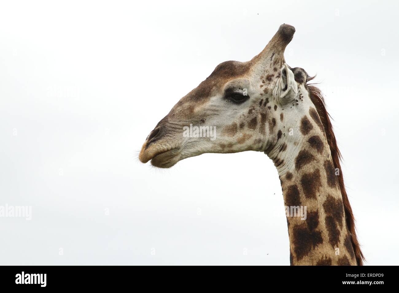 Giraffe head side view hi-res stock photography and images - Alamy
