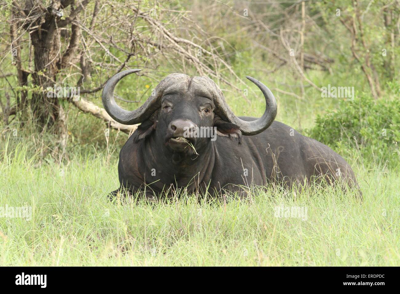 African cape buffalo Stock Photo - Alamy