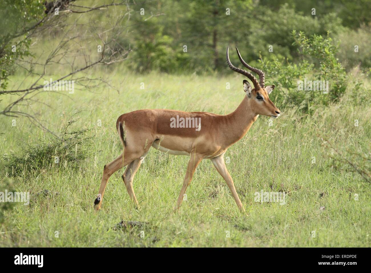 Profile of impala hi-res stock photography and images - Alamy