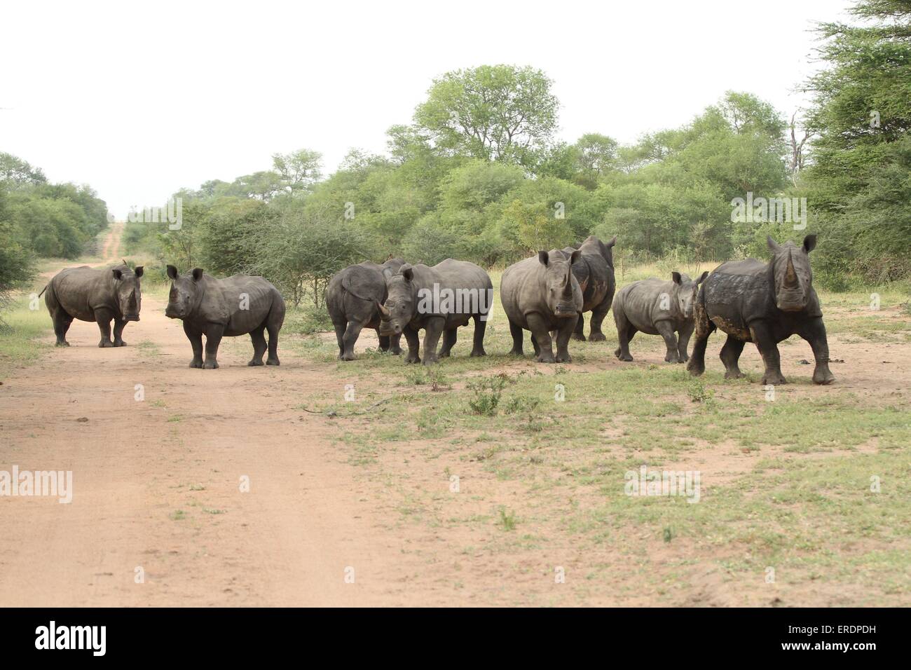 Adult rhinoceroses hi-res stock photography and images - Alamy